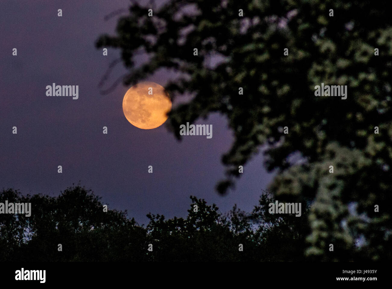 Leominster, Herefordshire. 10th May 2017. The full Flower Moon of May ...