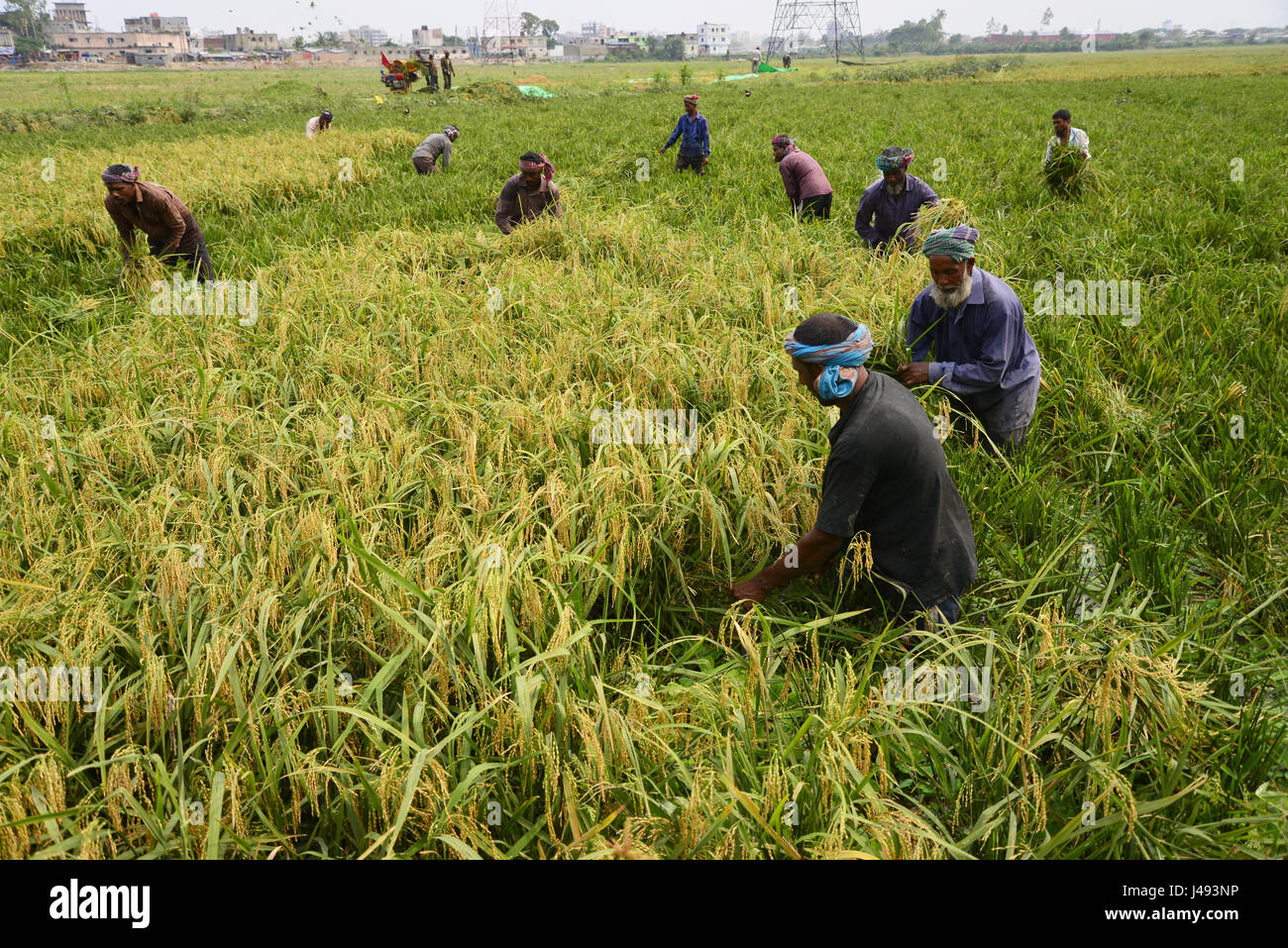 Dhaka, Bangladesh. 10th May, 2017. Bangladeshi farmers cutting and ...