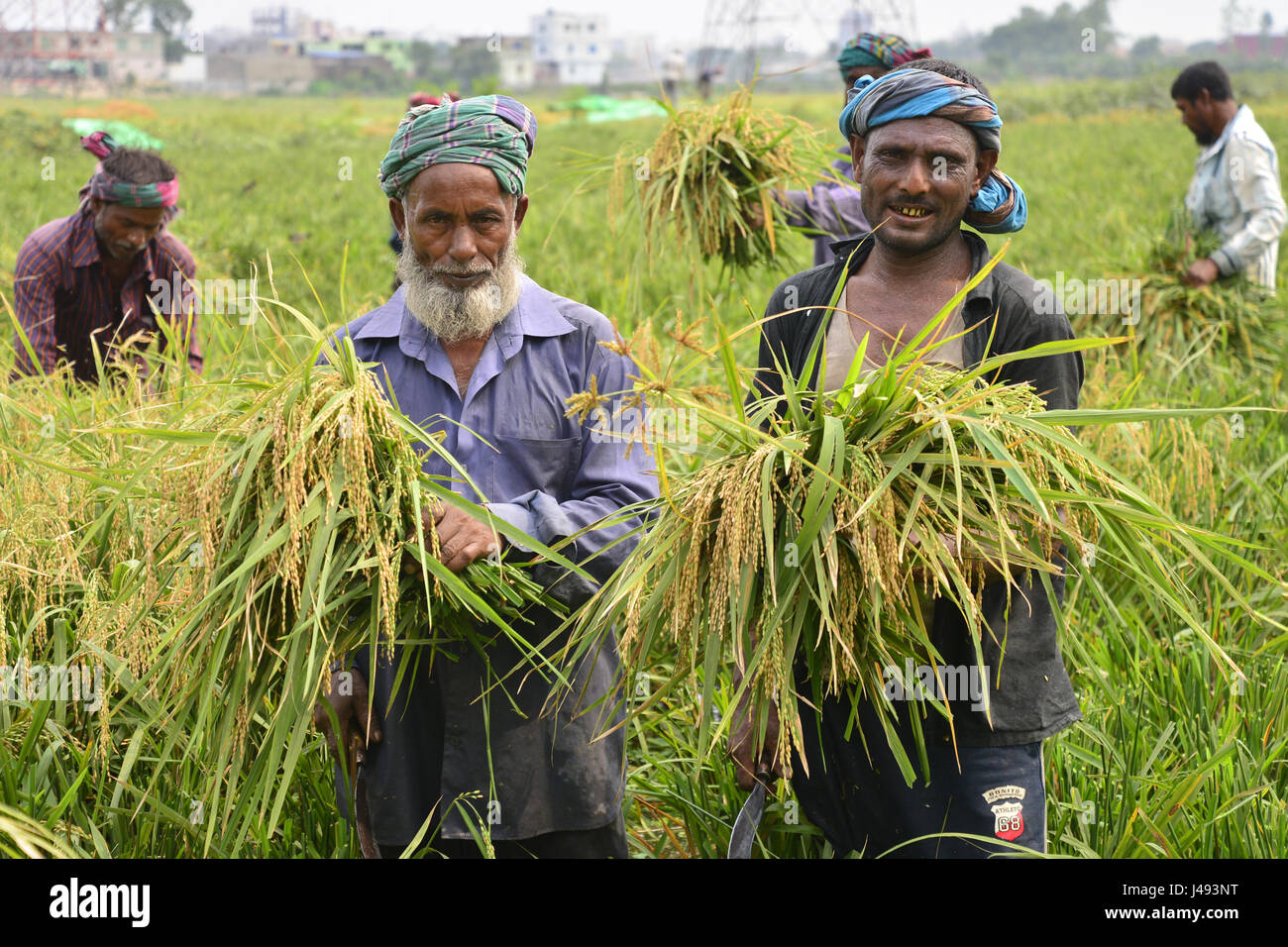Farmer cuts paddy hi-res stock photography and images - Alamy