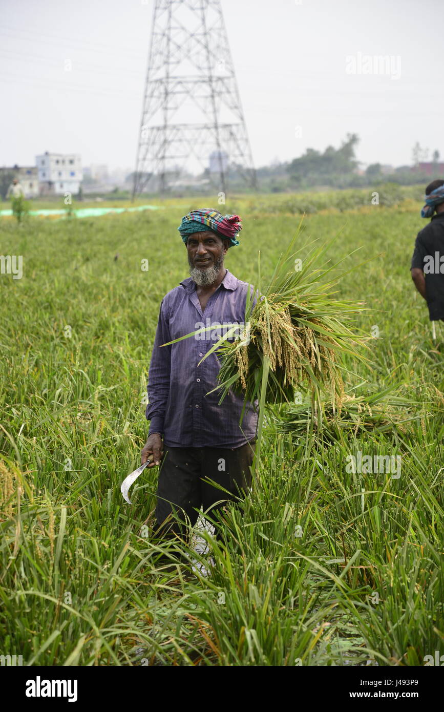 Farmer cuts paddy hi-res stock photography and images - Alamy