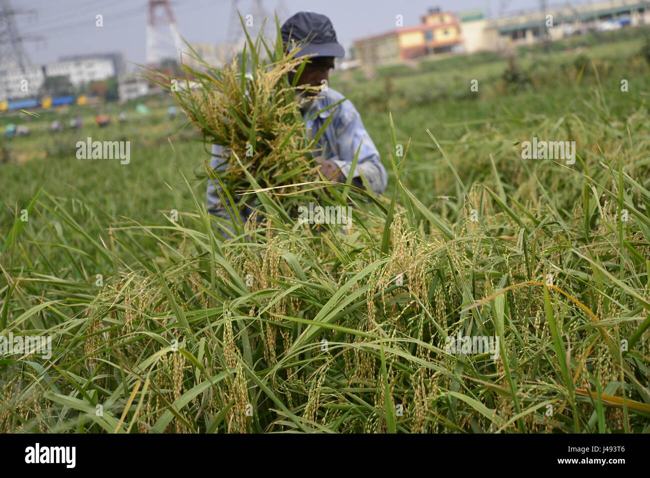Farmer cuts paddy hi-res stock photography and images - Alamy