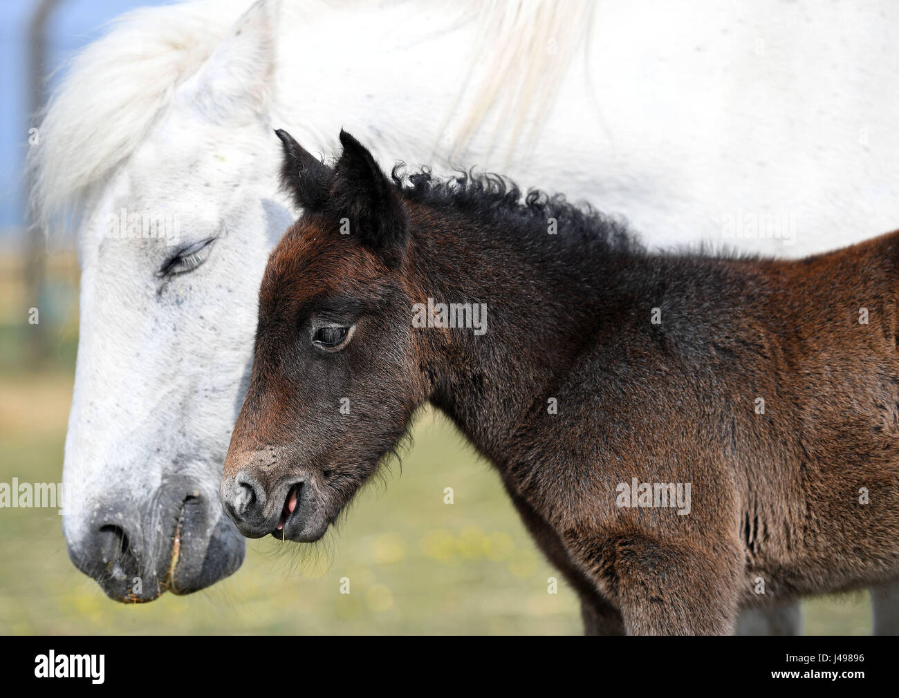 Rare Eriskay Pony Stock Photo - Alamy