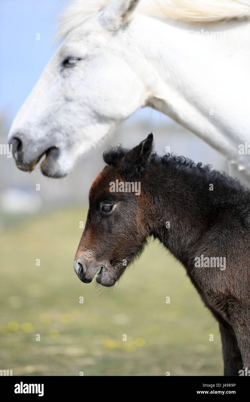 Rare Eriskay Pony Stock Photo - Alamy