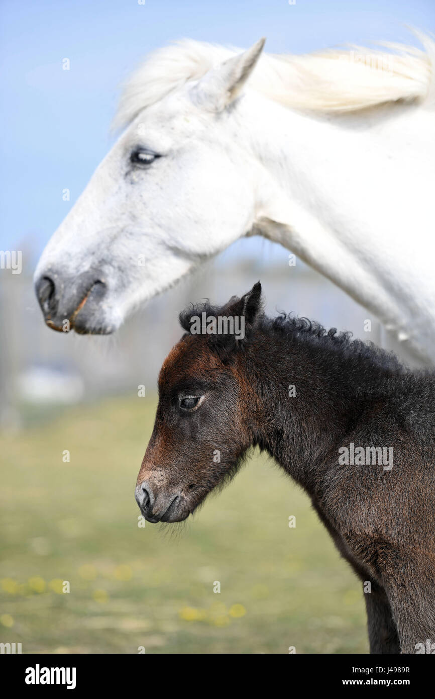 Rare Eriskay Pony Stock Photo - Alamy