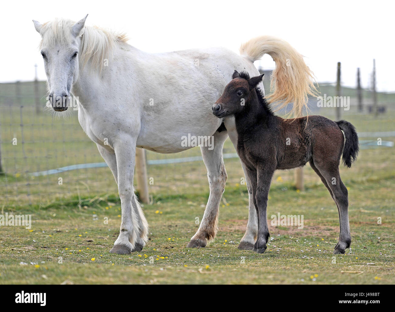 Rare Eriskay Pony Stock Photo - Alamy