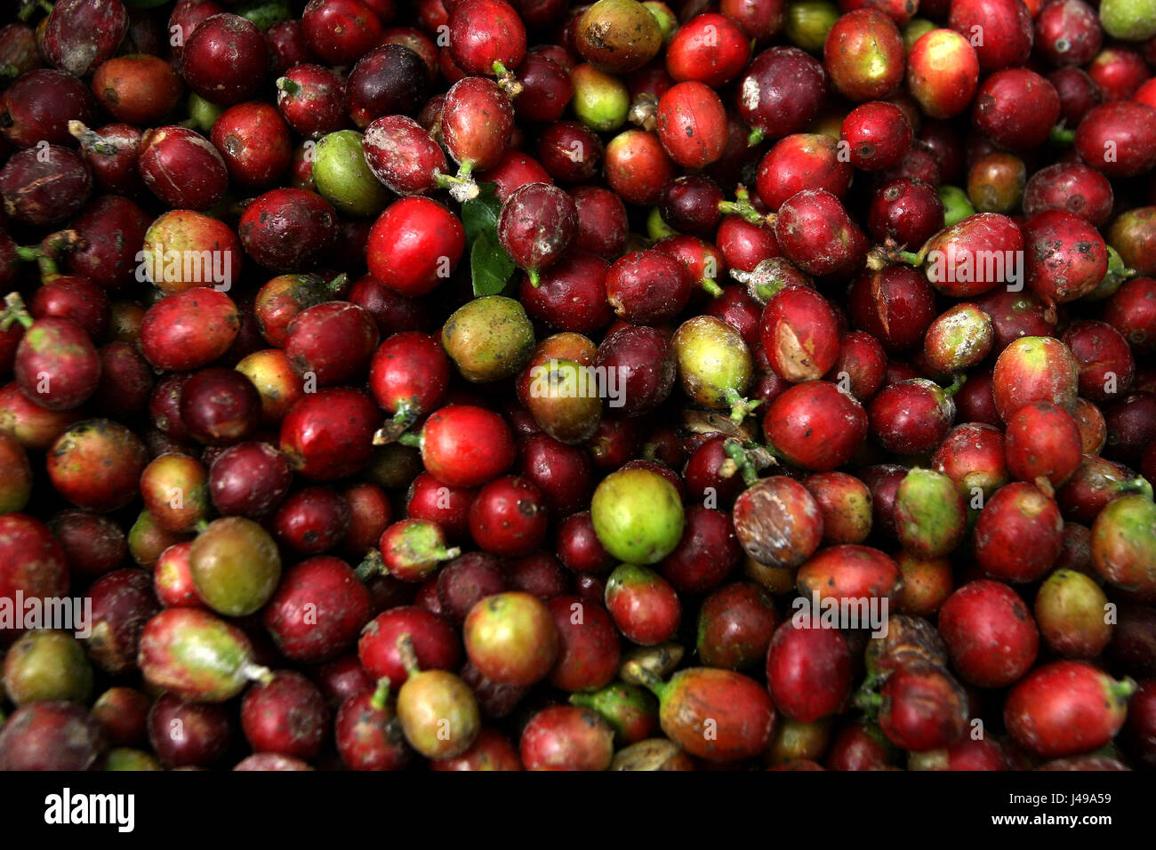 North Sumatra. 11th May, 2017. Some of red cherry coffee beans are ...
