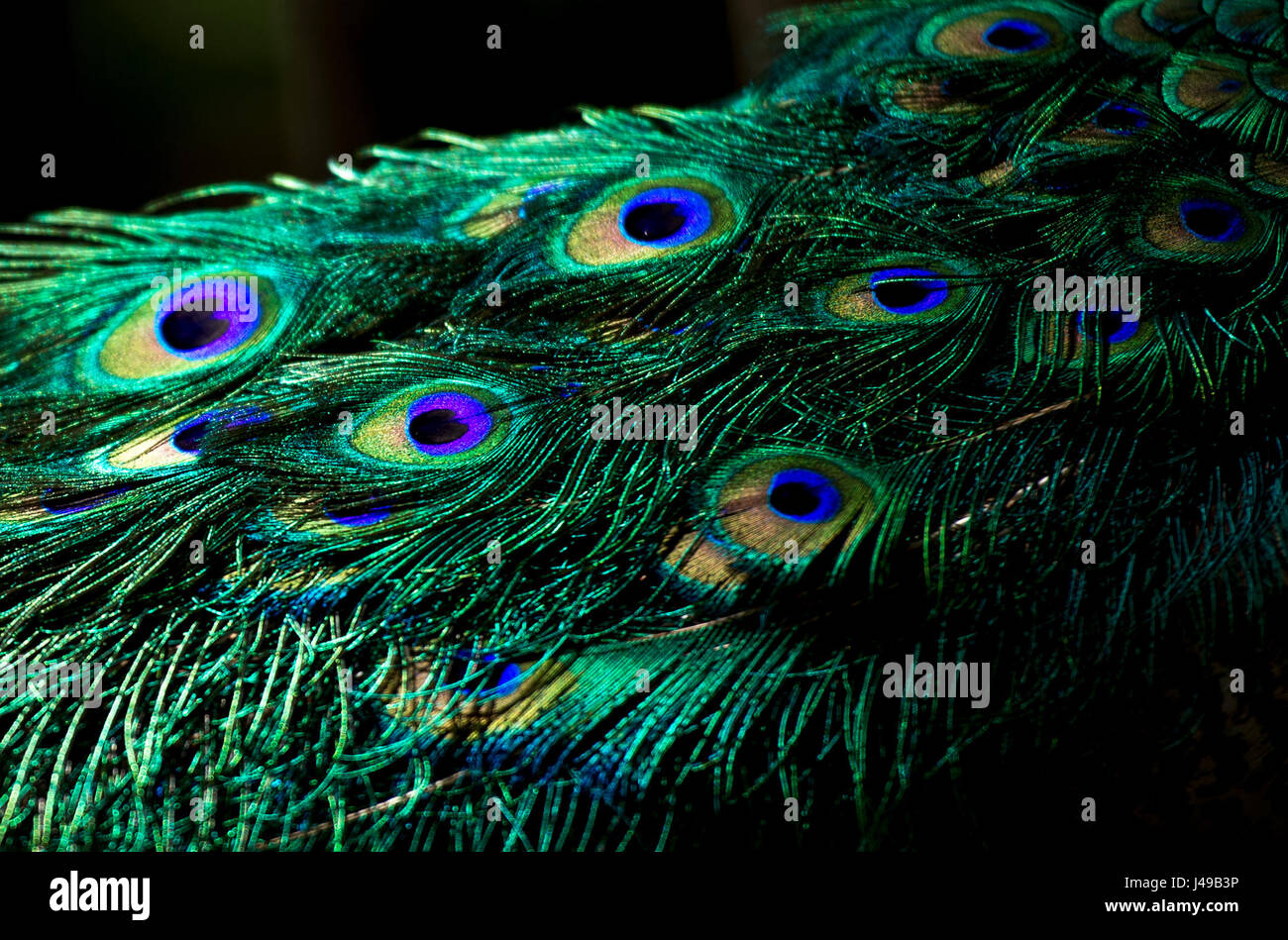 Poing, Germany. 10th May, 2017. The feathers of a blue peacock (Pavo ...