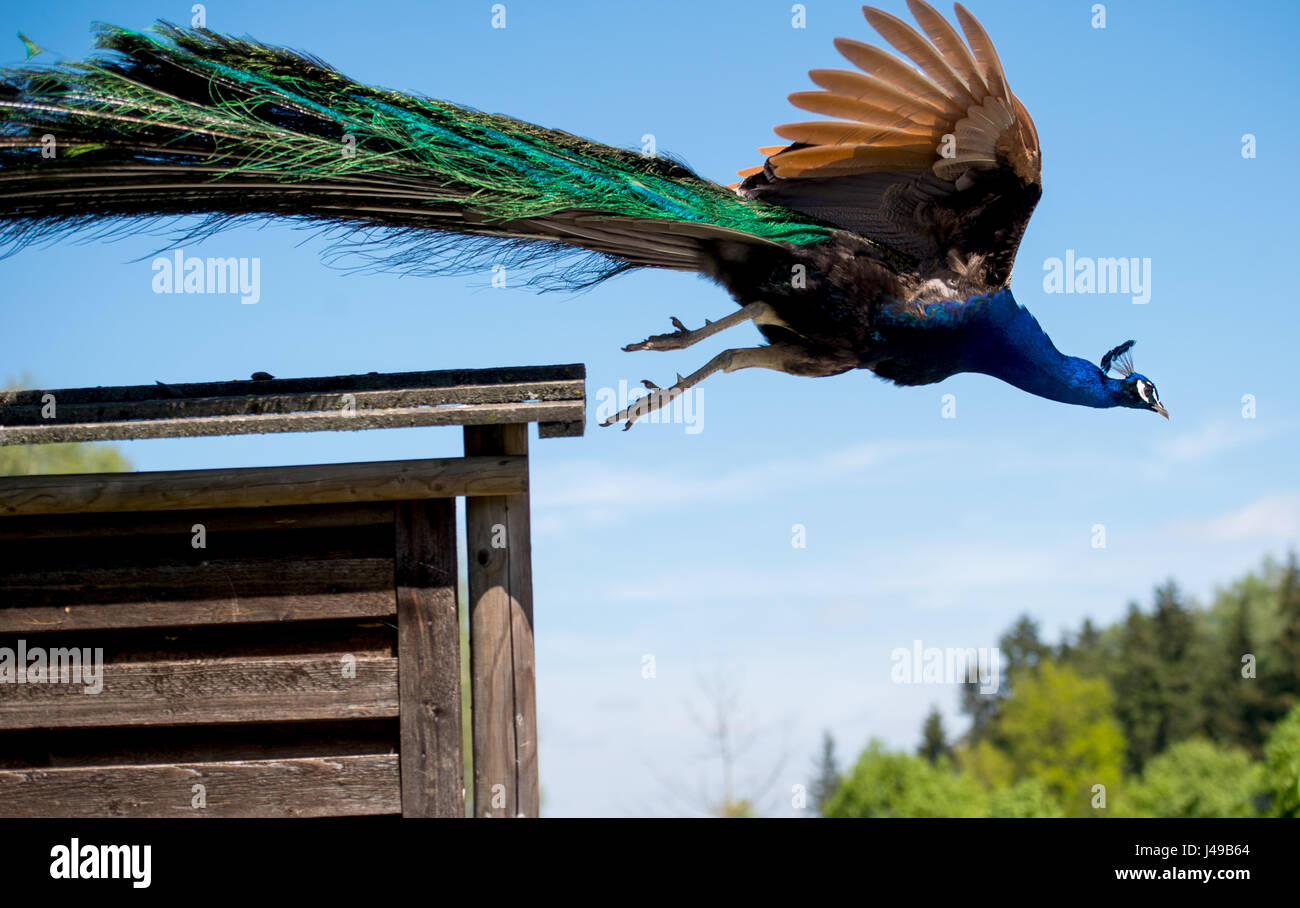 Poing, Germany. 10th May, 2017. A blue peacock (Pavo cristatus) flies ...