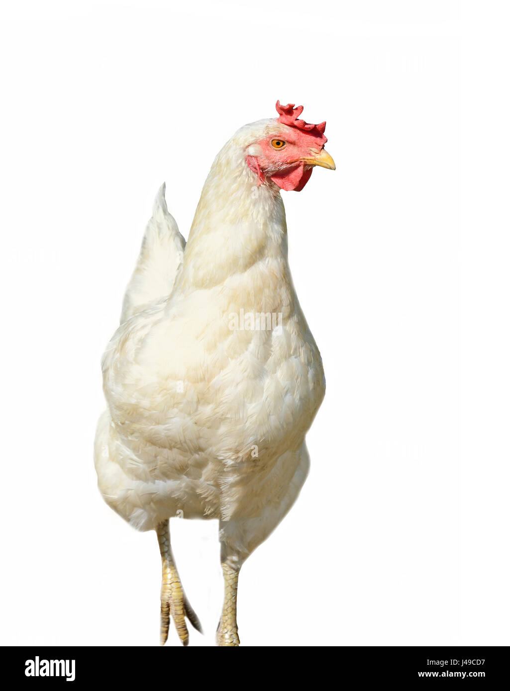 White chicken portrait, red comb, isolated on white background Stock ...