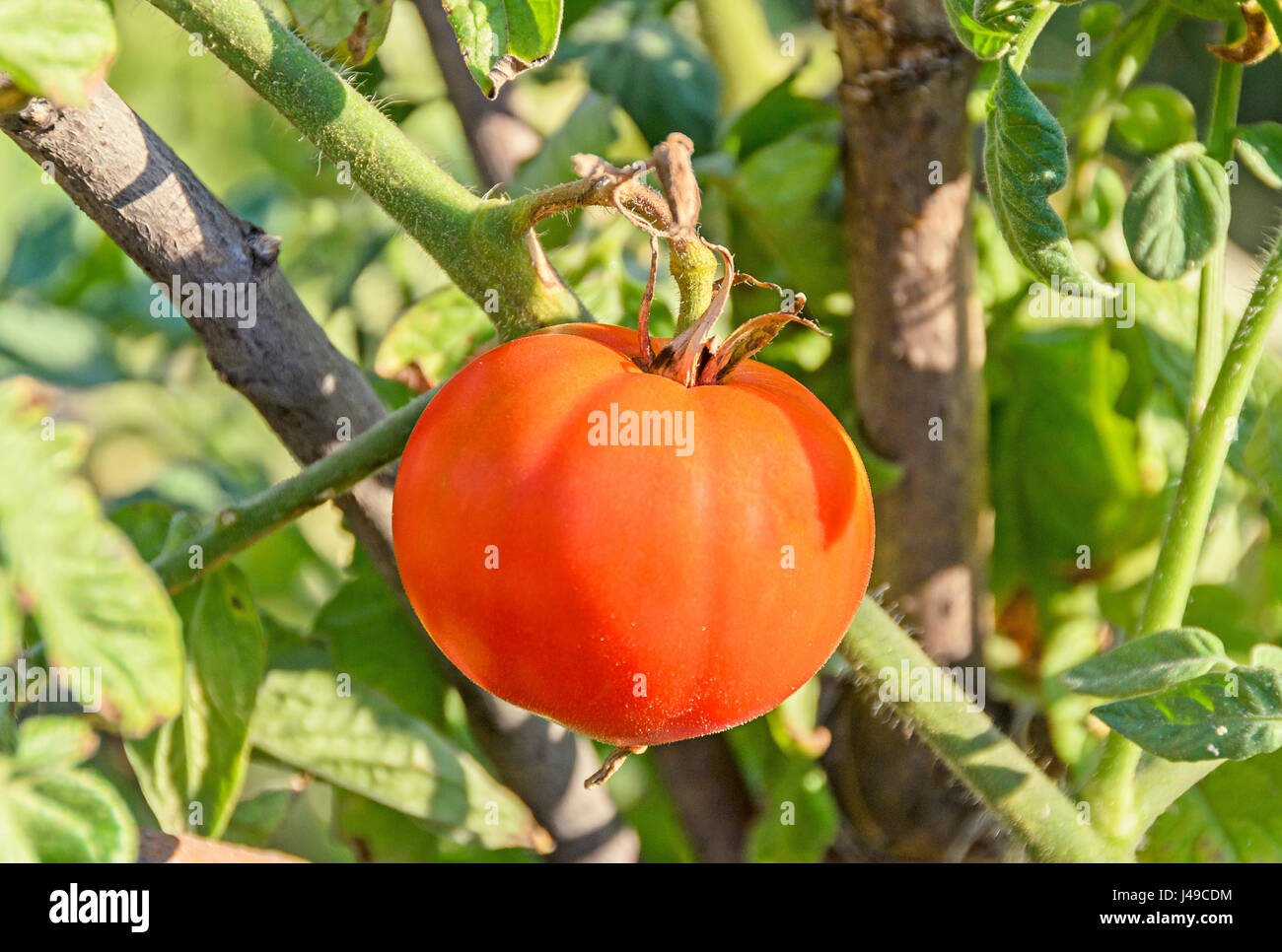 Red tomato, edible red fruit, berry of the nightshade Solanum ...