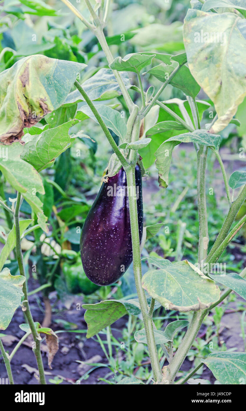 Violet Eggplant (Solanum melongena) or aubergine, species of nightshade ...