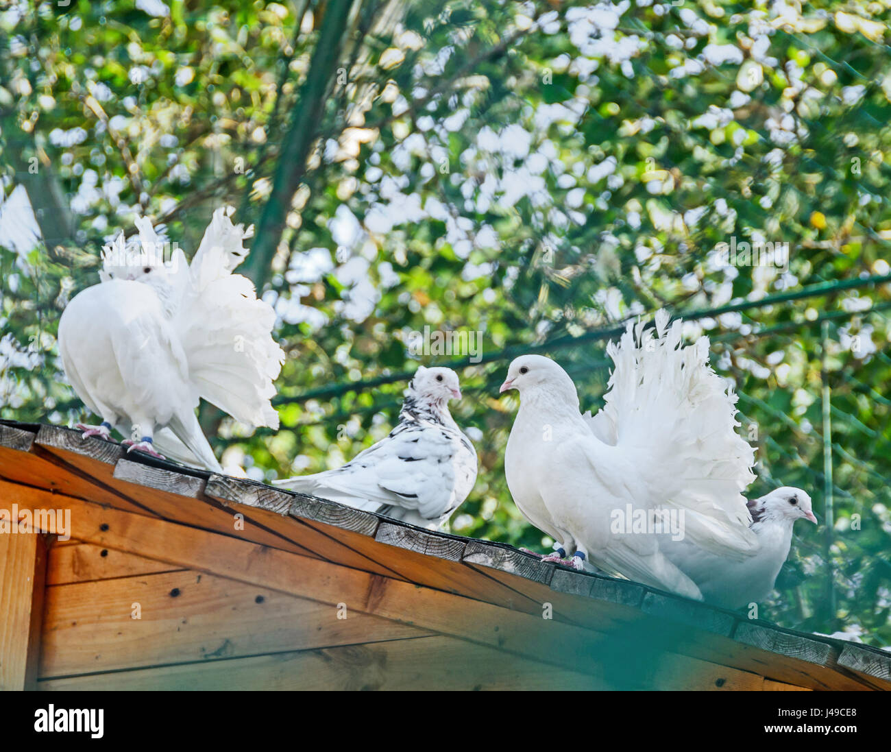 Many white doves, pigeons on the roof, outdoor portrait, close up Stock ...