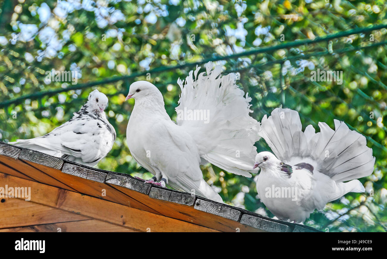 Many white doves, pigeons on the roof, outdoor portrait, close up Stock ...
