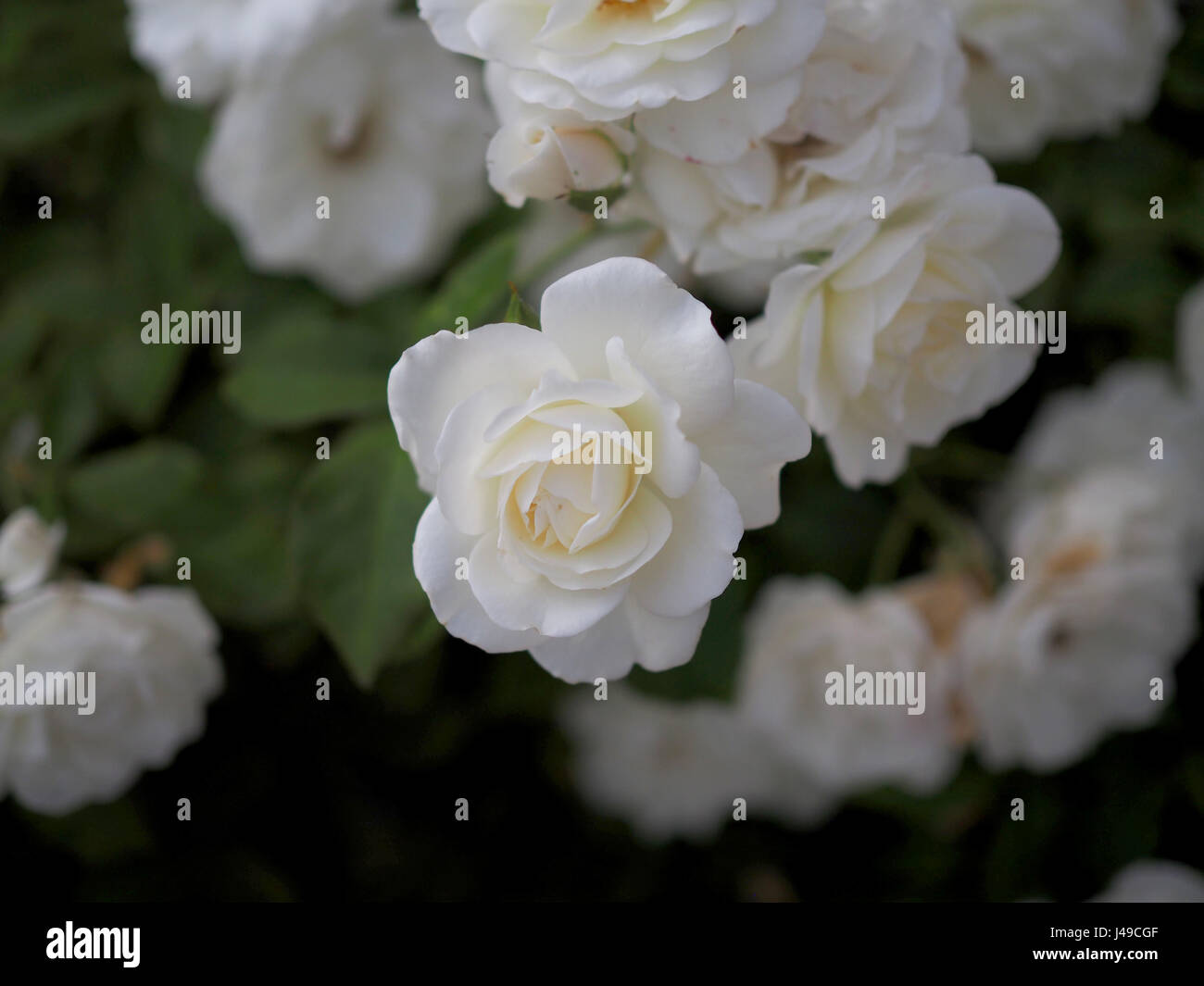 White rose in the garden Stock Photo - Alamy