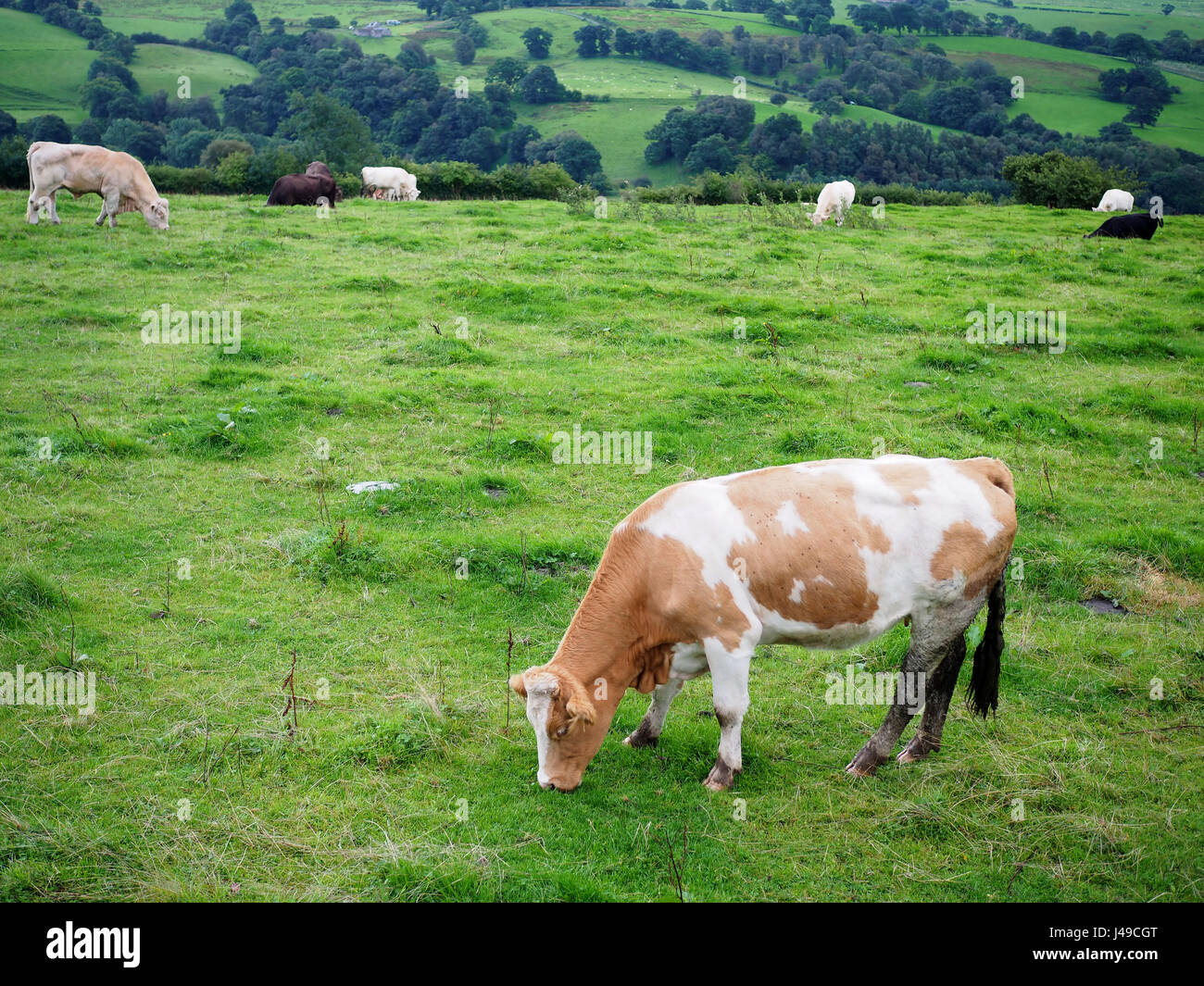 Cows grazing in open field near Hadrian's Wall Stock Photo - Alamy