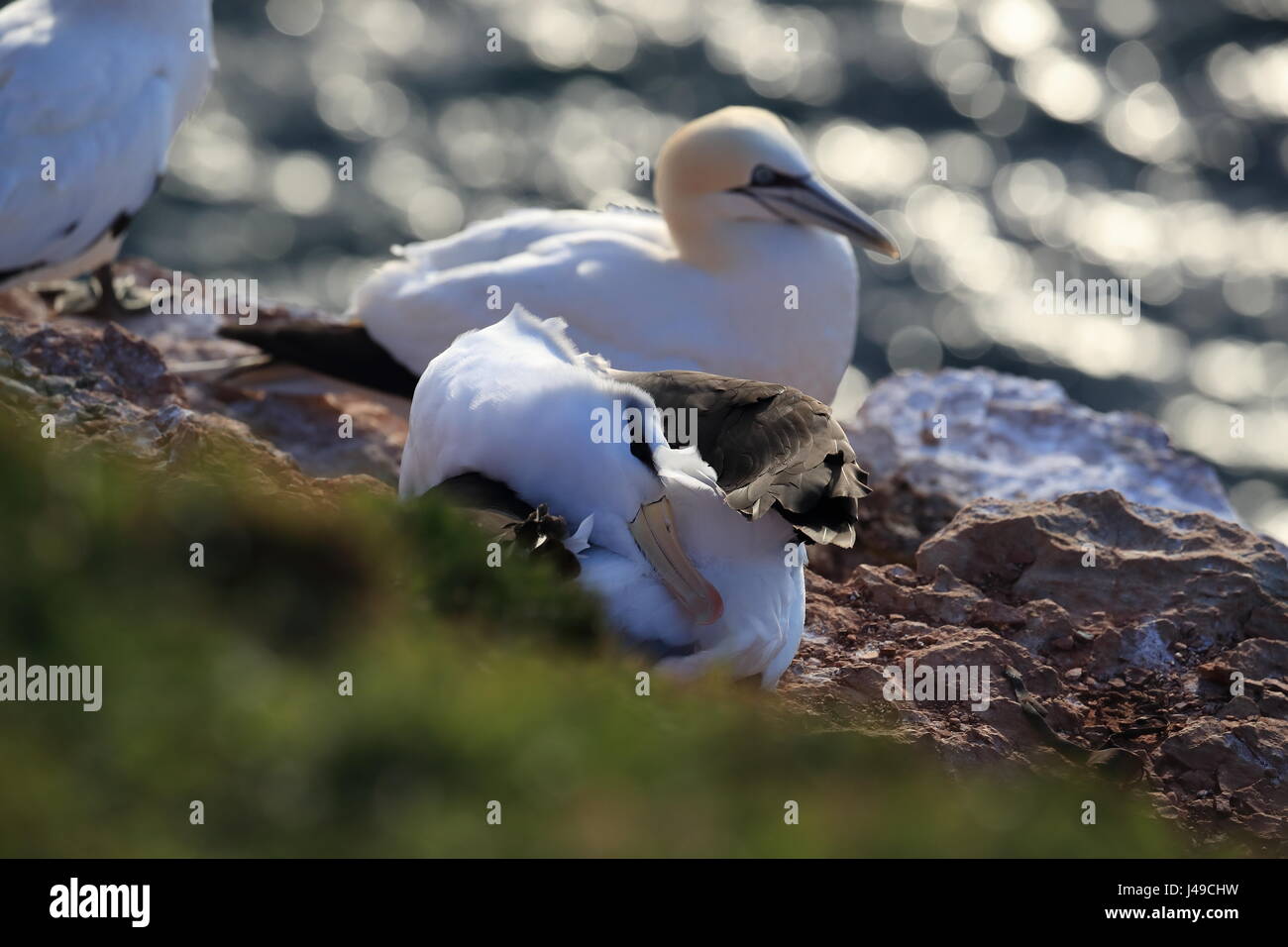 Black-browed Albatros ( Thalassarche melanophris ) or Mollymawk ...