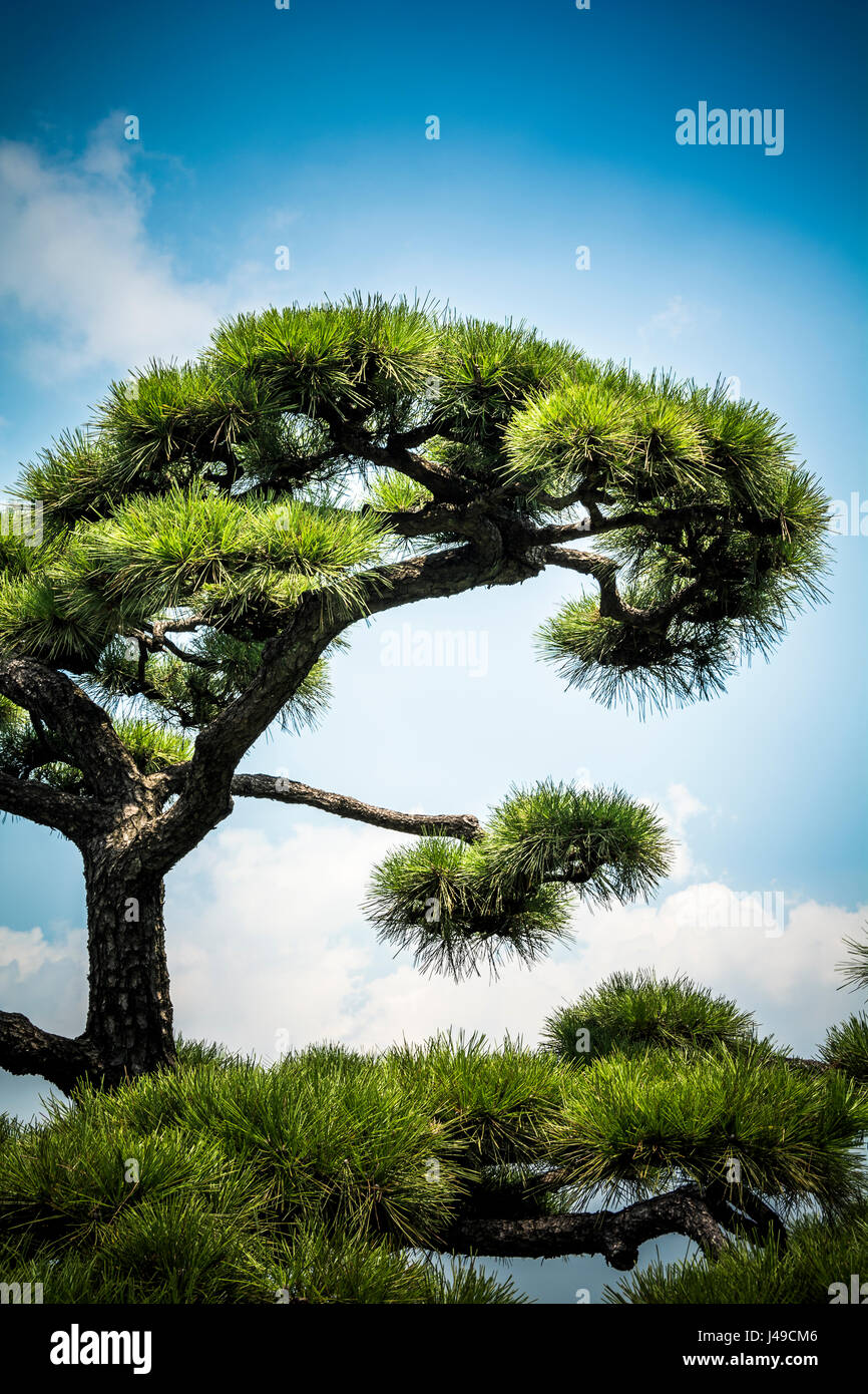 Japanese tree and sky Stock Photo - Alamy