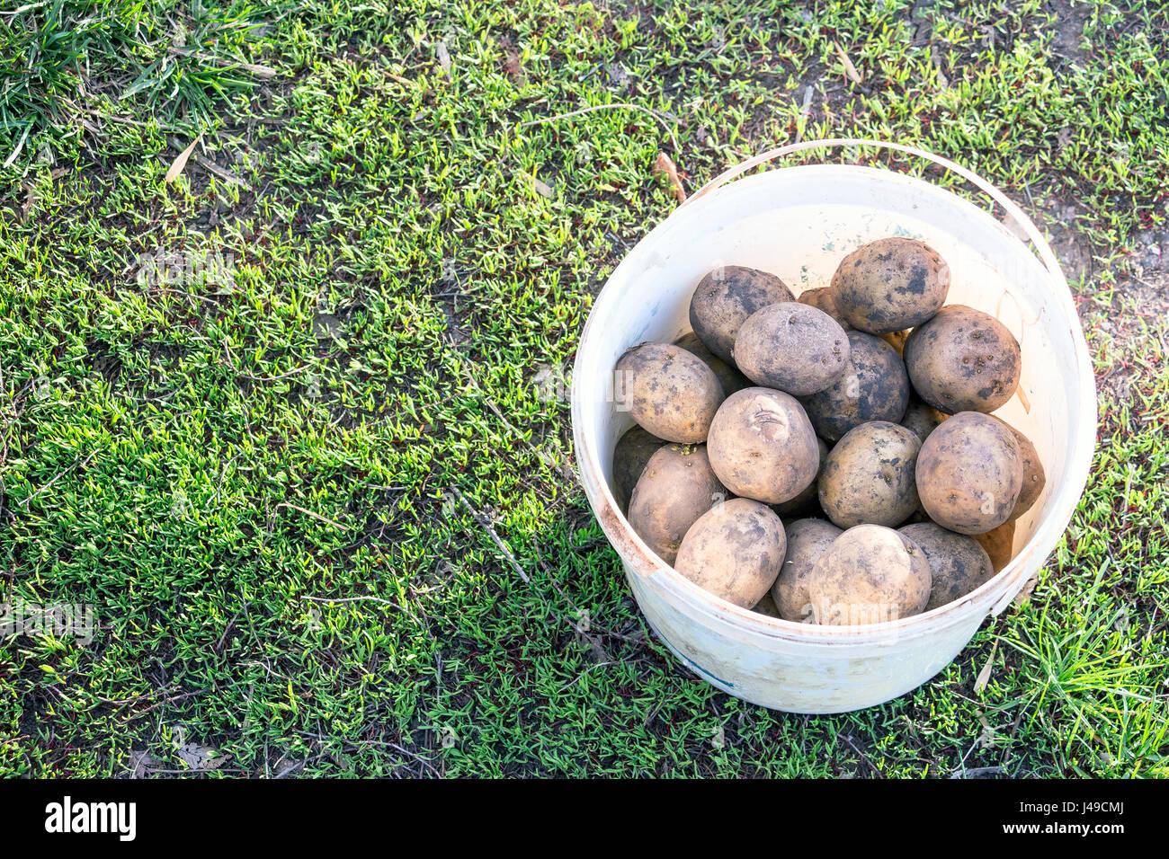 Potatoes in a bucket Stock Photo - Alamy