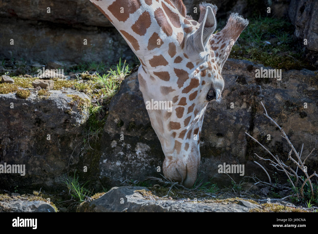 Giraffe from the Wilhelma Zoo in Germany Stock Photo - Alamy