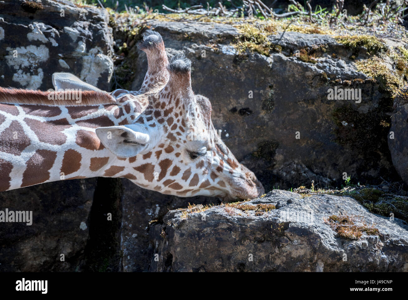 Giraffe from the Wilhelma Zoo in Germany Stock Photo - Alamy