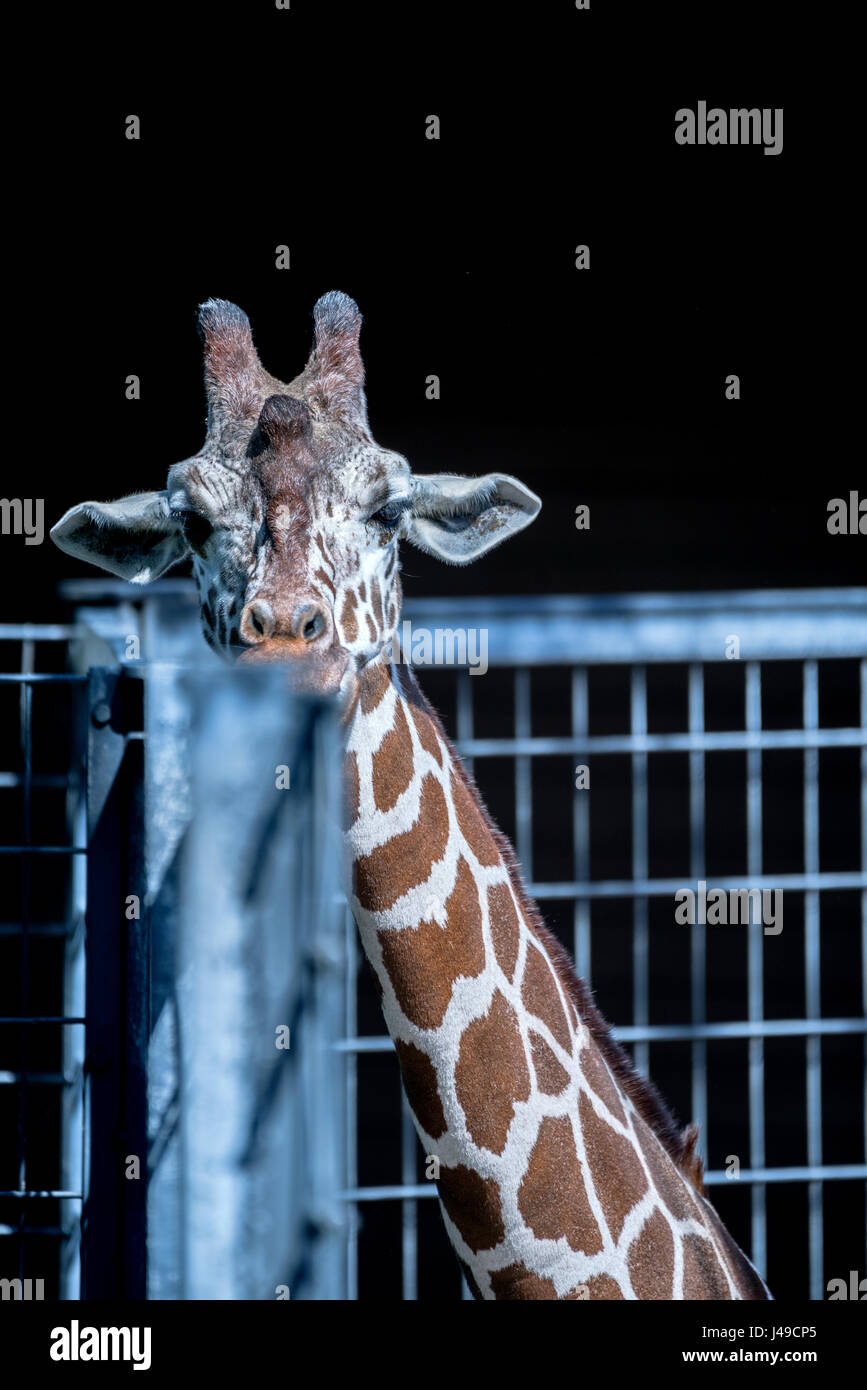 Giraffe from the Wilhelma Zoo in Germany Stock Photo - Alamy