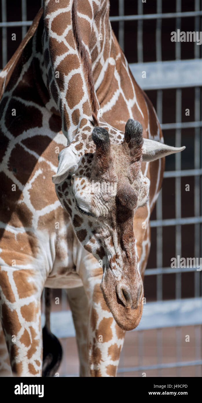 Giraffe from the Wilhelma Zoo in Germany Stock Photo - Alamy