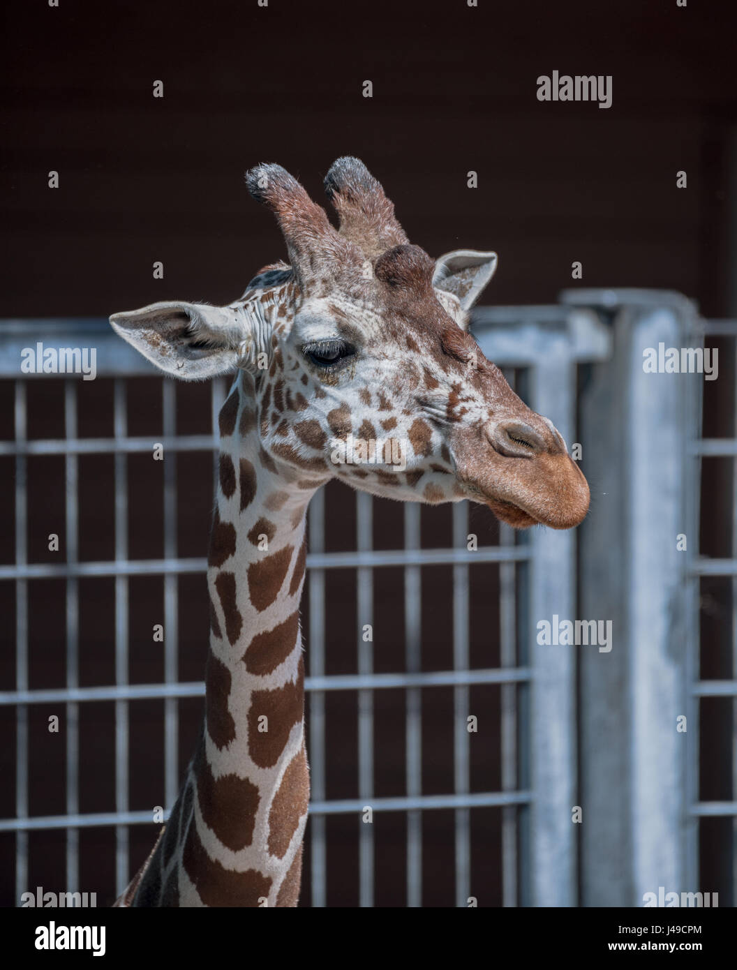 Giraffe from the Wilhelma Zoo in Germany Stock Photo - Alamy