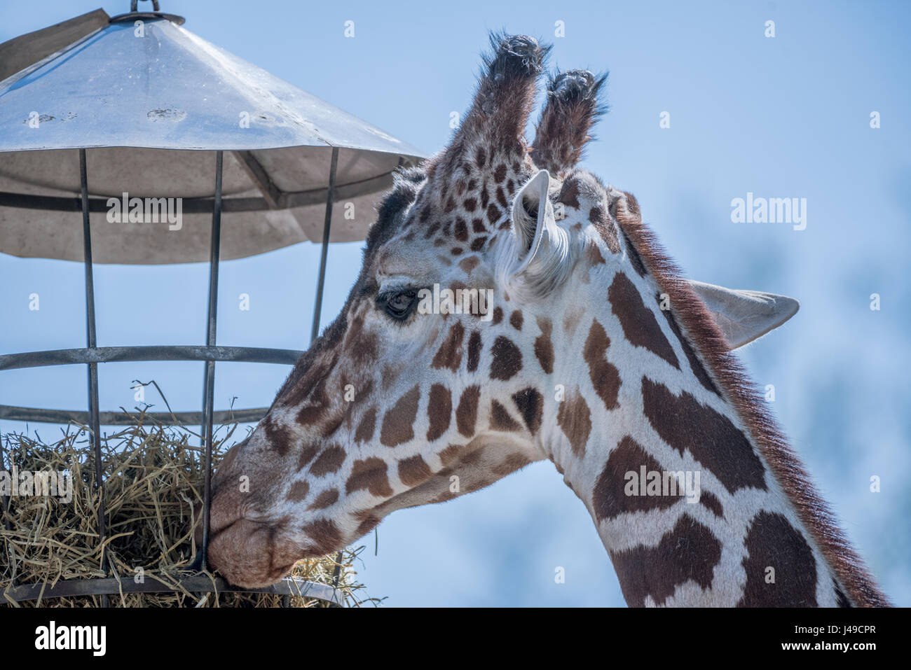 Giraffe from the Wilhelma Zoo in Germany Stock Photo - Alamy
