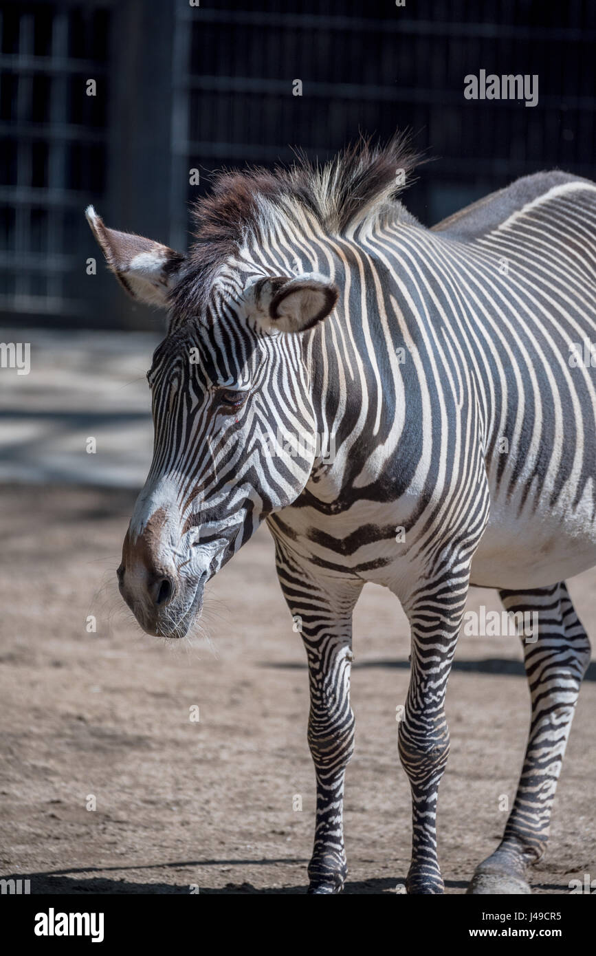 Imperial Zebra from the Wilhelma Zoo in Stuttgart Germany Stock Photo ...
