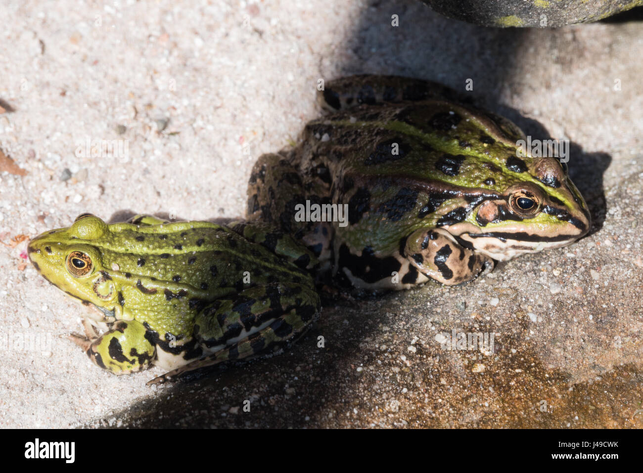 Frogs from the Wilhelma Zoo in Stuttgart, Germany Stock Photo - Alamy