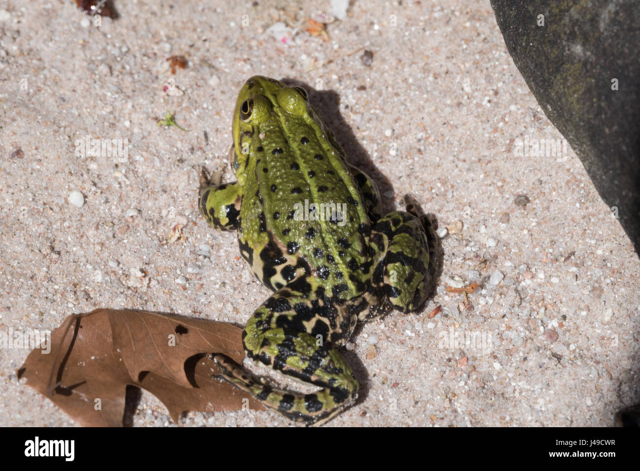 Frogs from the Wilhelma Zoo in Stuttgart, Germany Stock Photo - Alamy