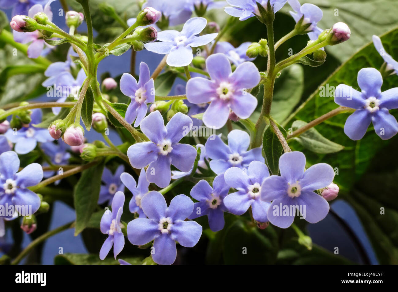 Modest little violets soft blue color. Presents closeup Stock Photo - Alamy