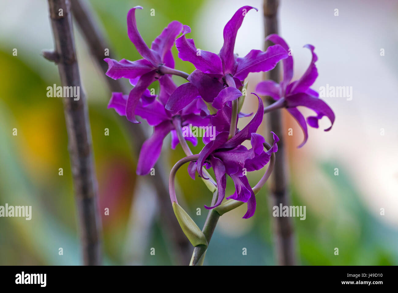 Close up of violet cattleya orchid flower and stems on bokeh background ...