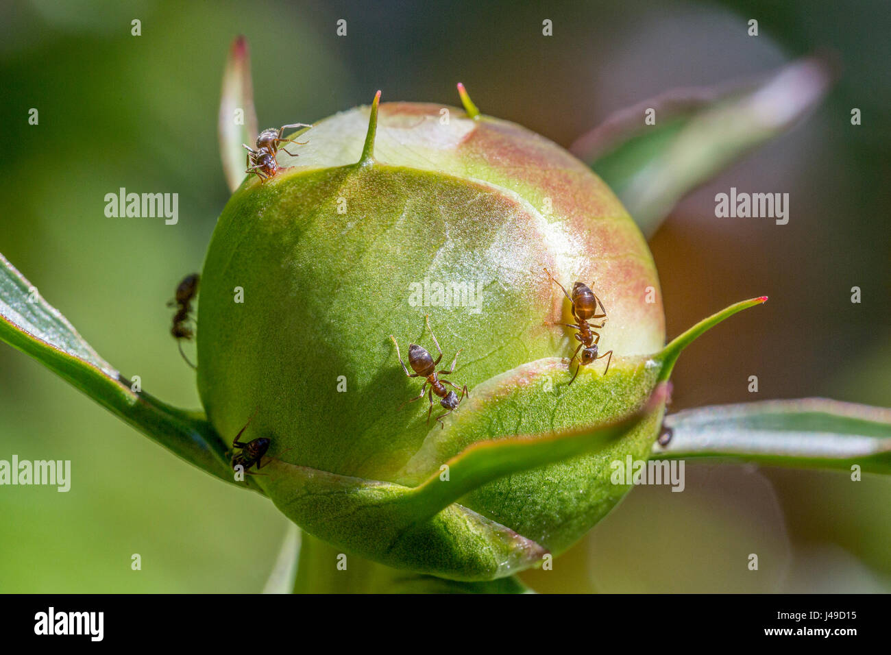 Macro of ants collecting the sweet nectar secreted by peony buds Stock ...