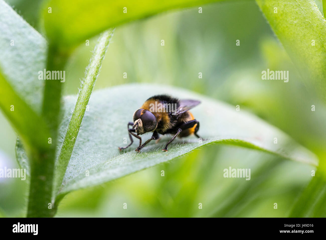 Close up of a Narcissus bulb fly, a specie of hoverfly, displaying ...