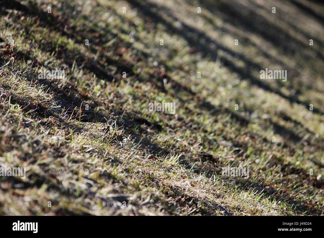 The surface of the earth with last year's grass and melted snow under ...