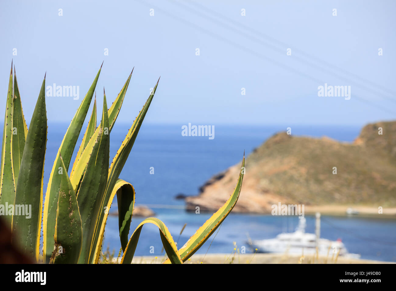 Agave plant over a coast of a Greek island Stock Photo - Alamy