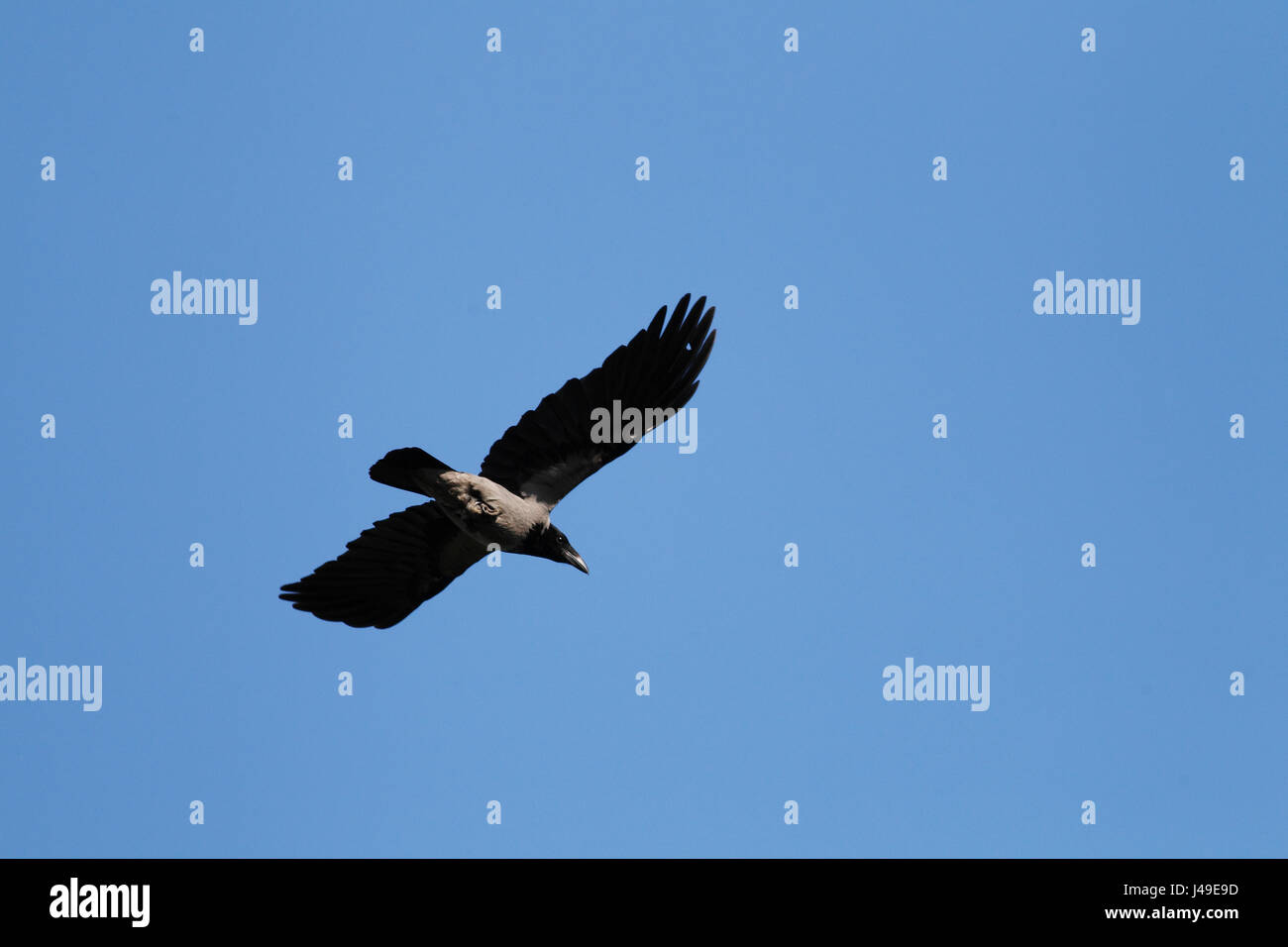 Images crow eyes image crow eyes hi-res stock photography and images ...