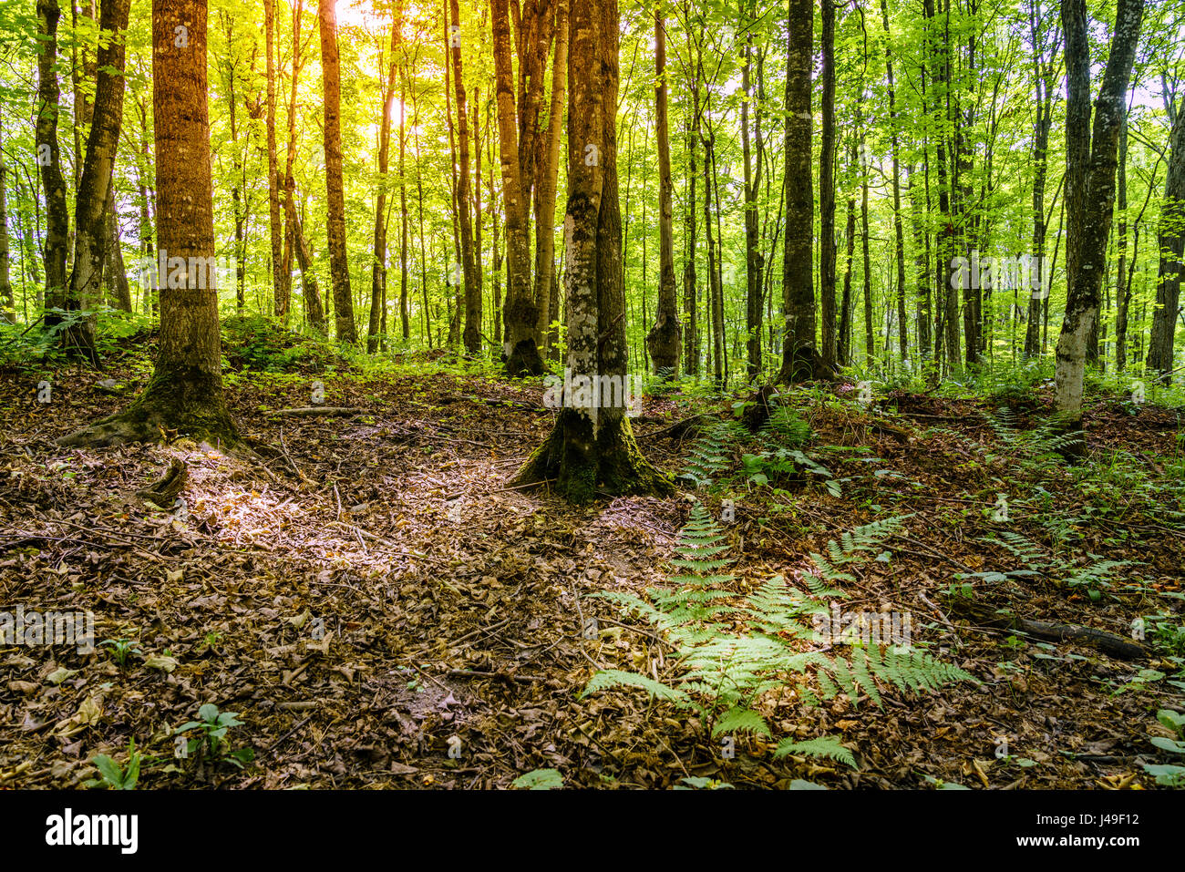 Beautiful forest scene in Pictured Rocks National Lakeshore in Michigan ...
