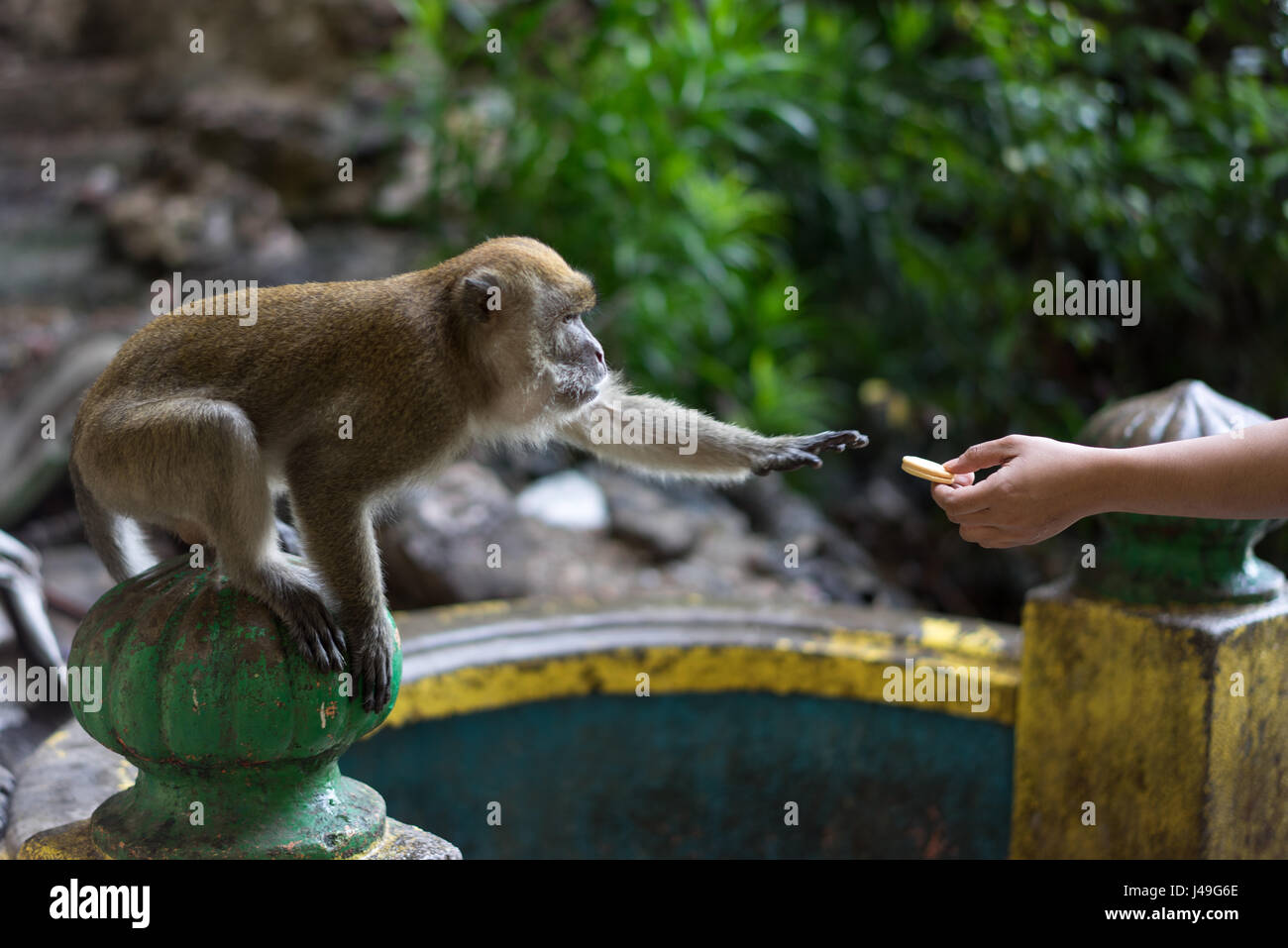 Picture of a monkey grabbing a biscuit from a stranger Stock Photo - Alamy