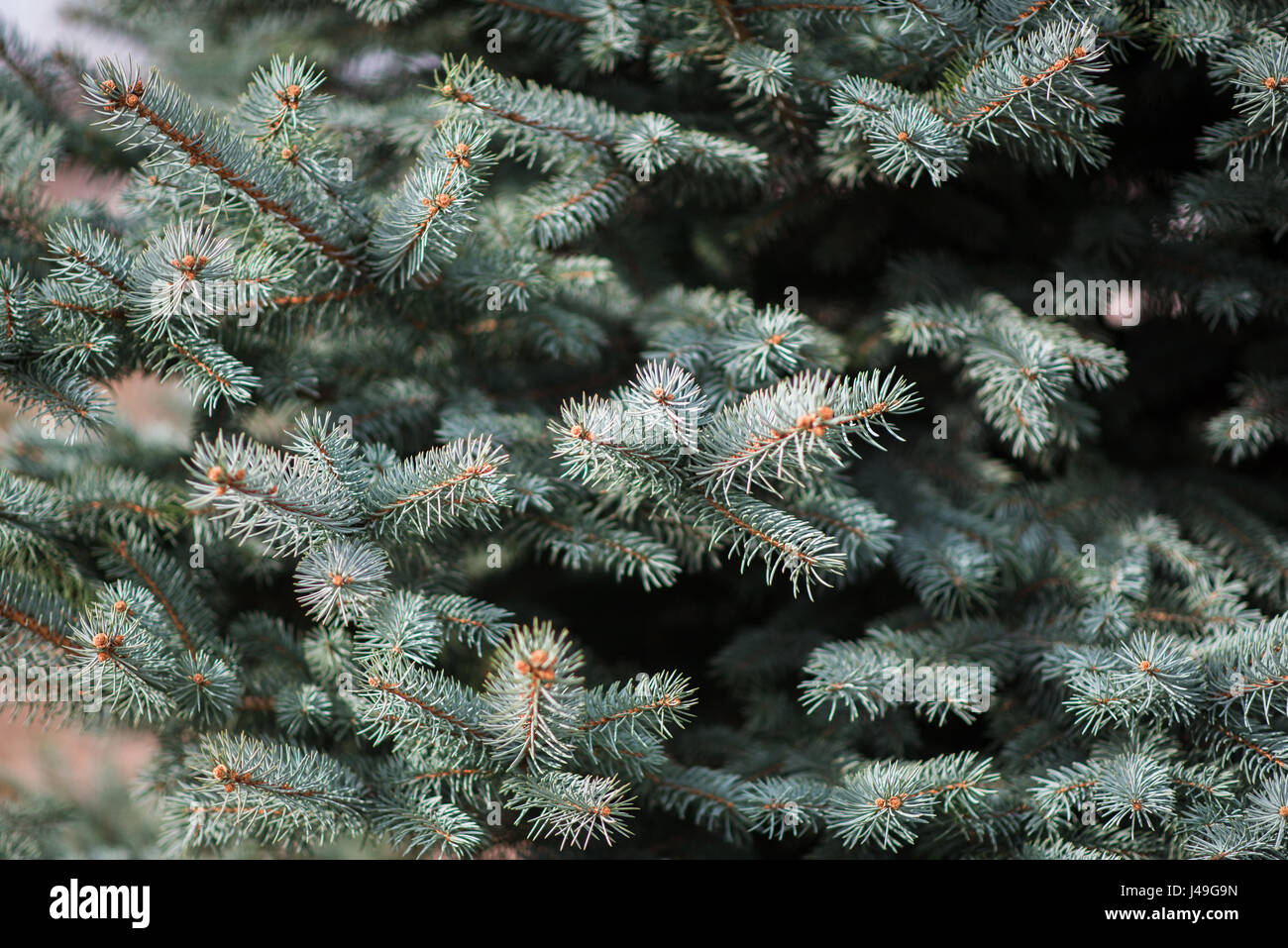 The branches of a blue spruce, close, background Stock Photo - Alamy