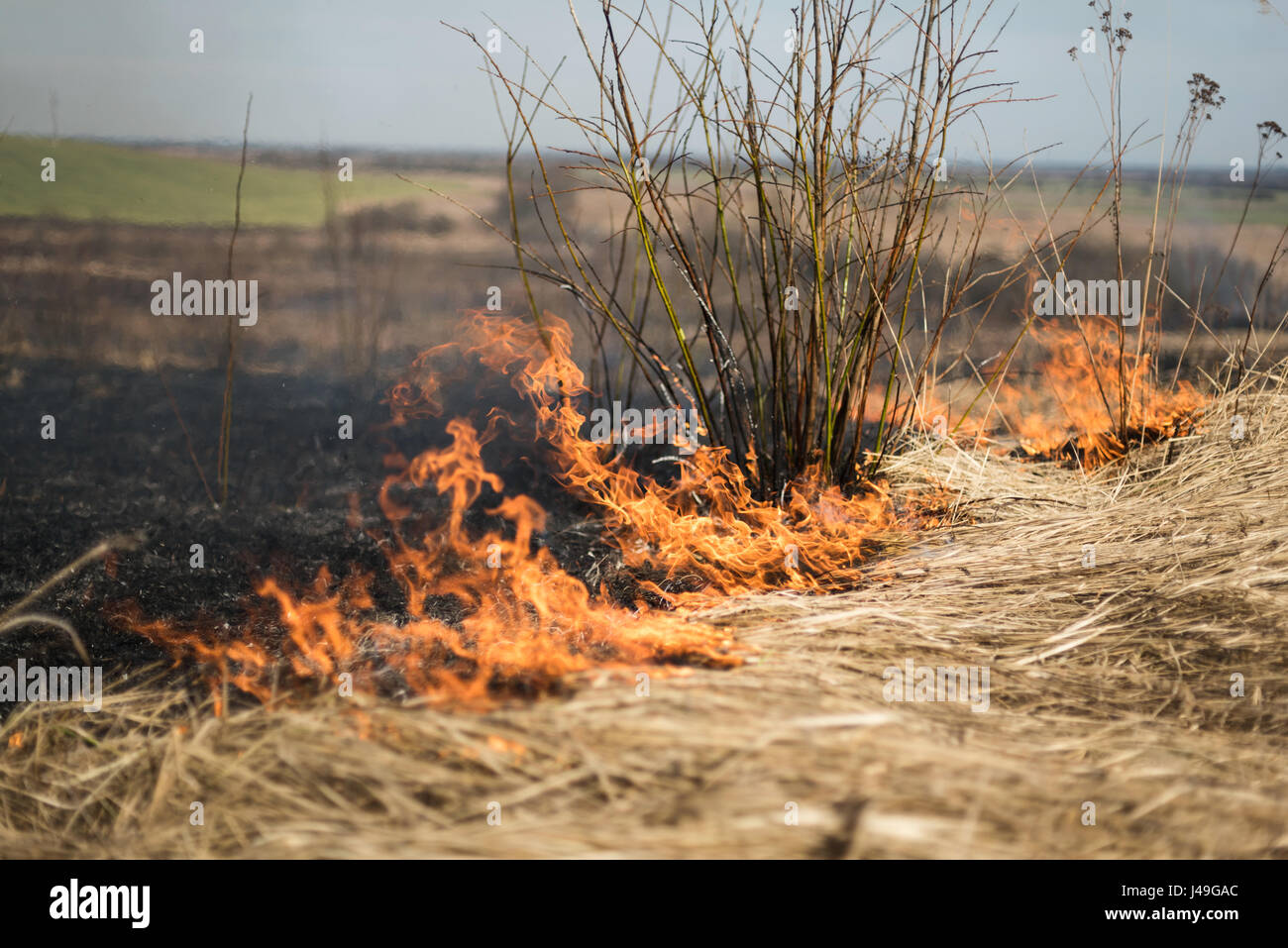 Burning grass in the field, shrubs and plants are burned, land covered ...