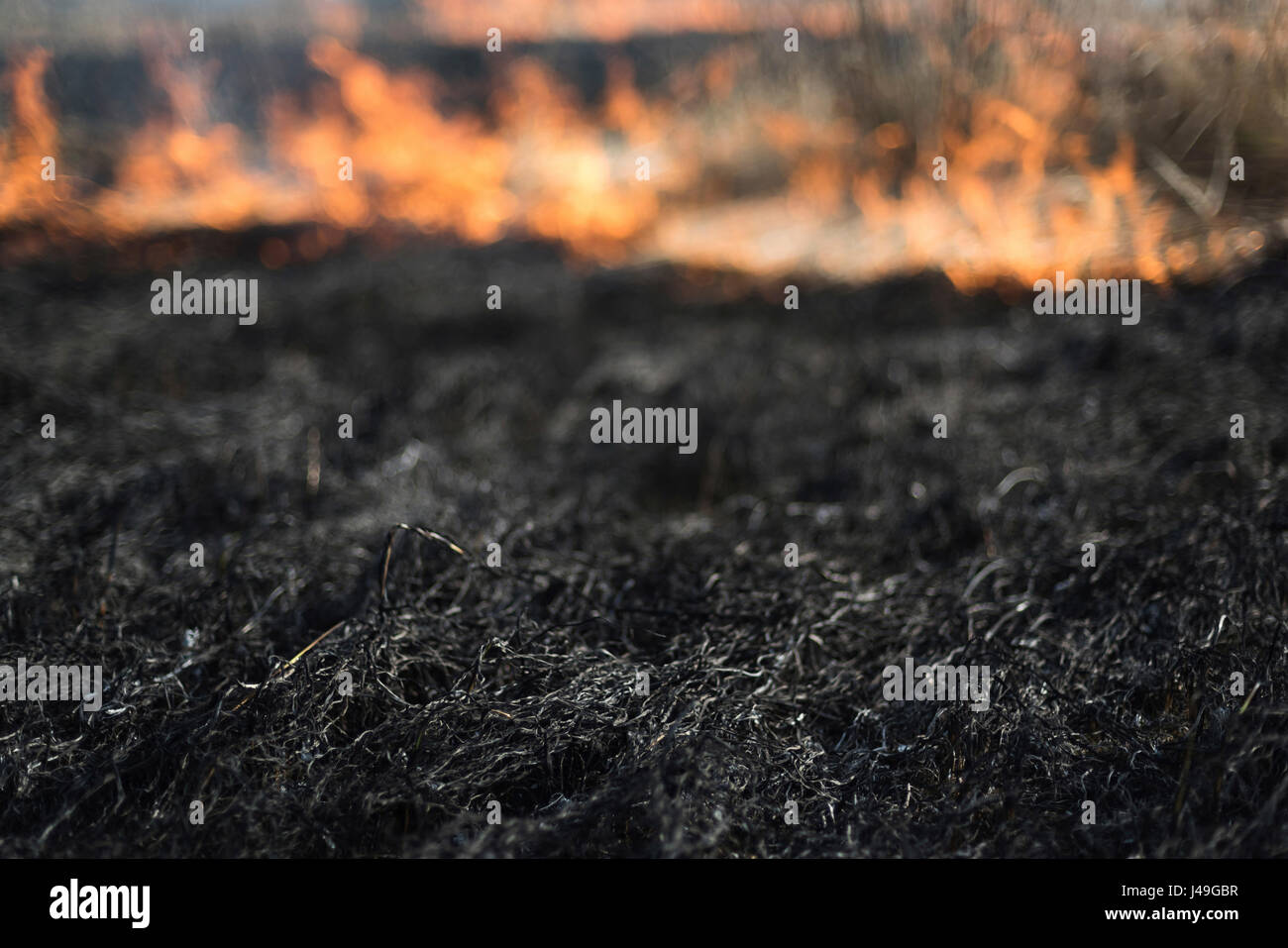 Burning grass in the field, shrubs and plants are burned, land covered ...