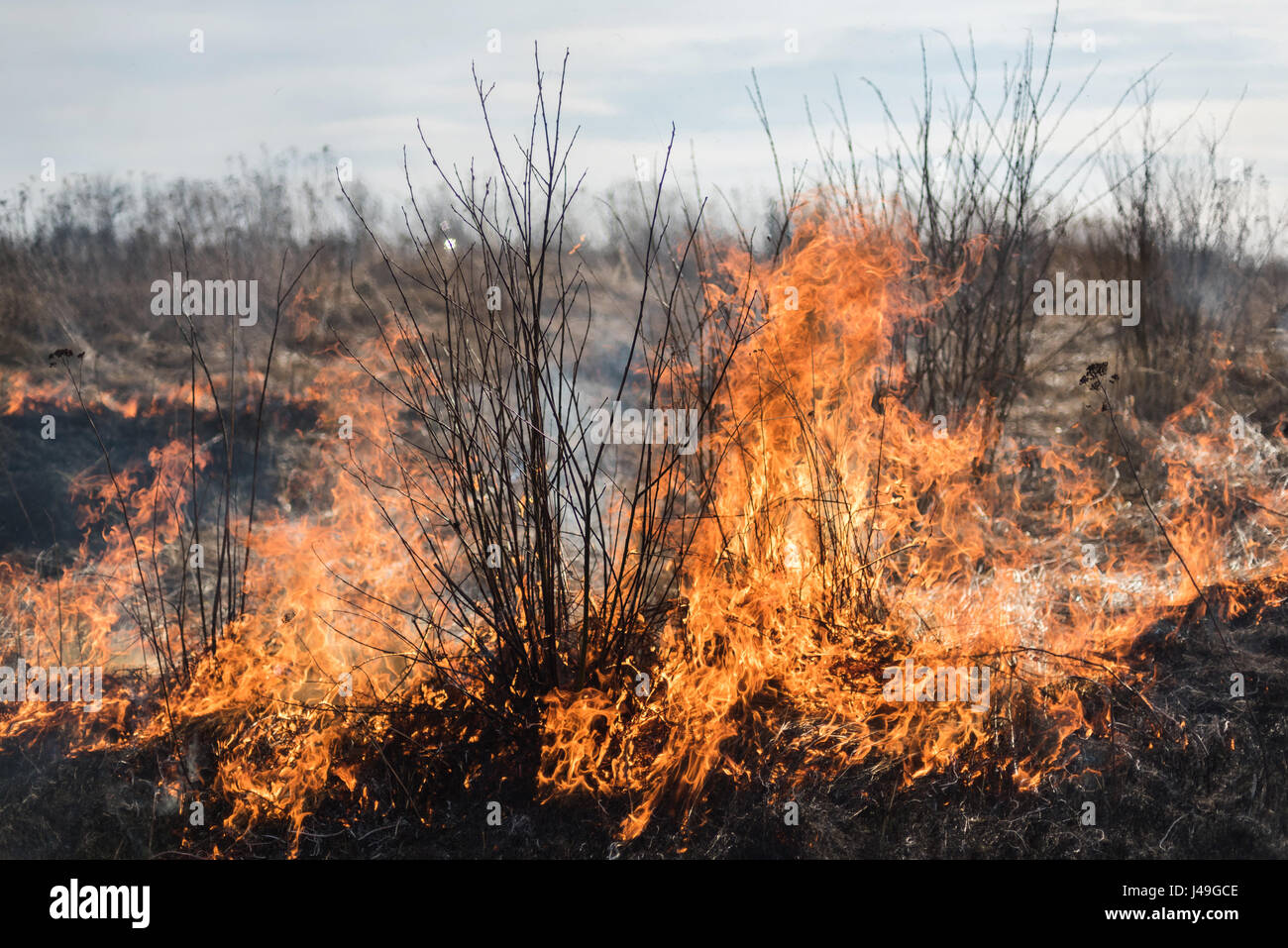 Burned Grass Land High Resolution Stock Photography and Images - Alamy