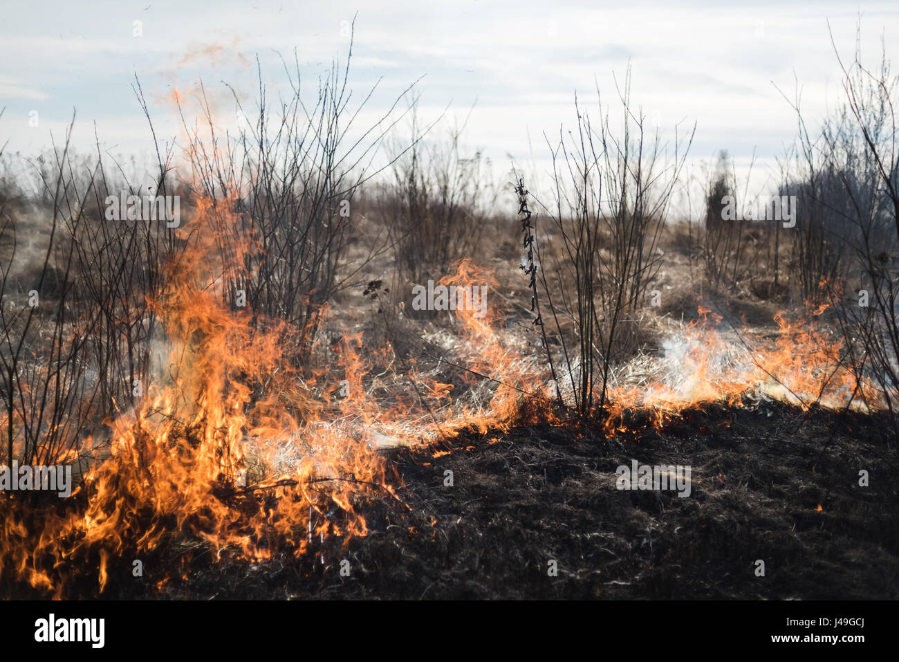 Burning grass in the field, shrubs and plants are burned, land covered ...