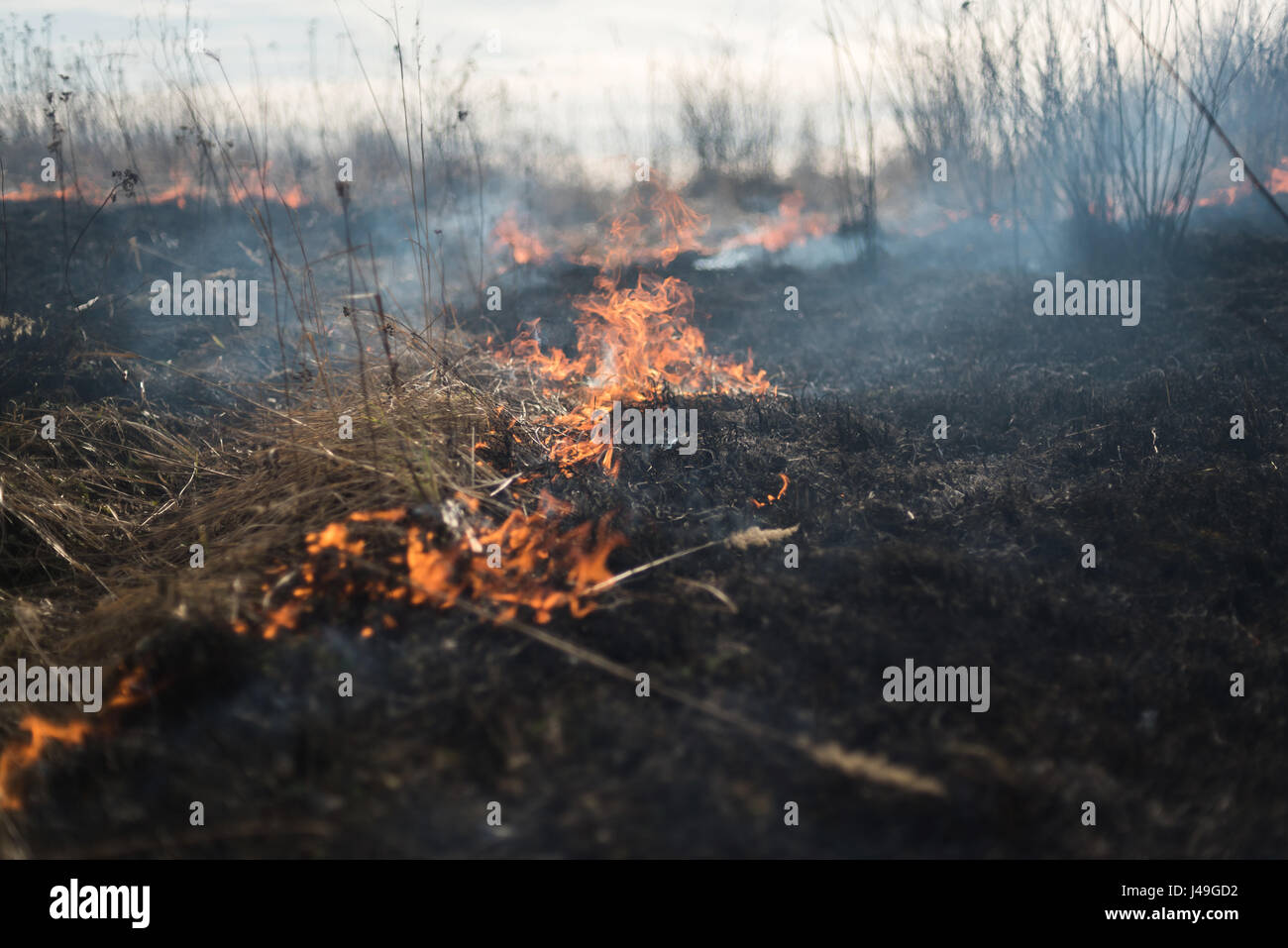 Burning grass in the field, shrubs and plants are burned, land covered ...
