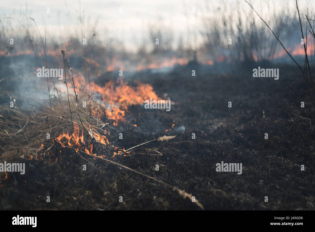 Burning grass in the field, shrubs and plants are burned, land covered ...