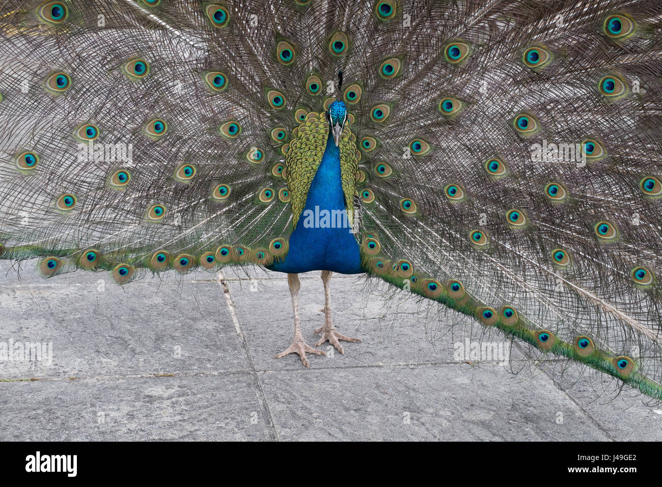 Peacock at Woodlands Family Theme Park, Totnes, Devon , England, United ...