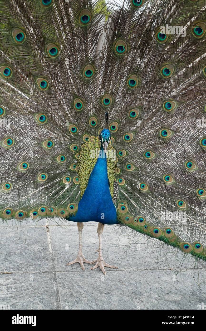Peacock at Woodlands Family Theme Park, Totnes, Devon , England, United ...