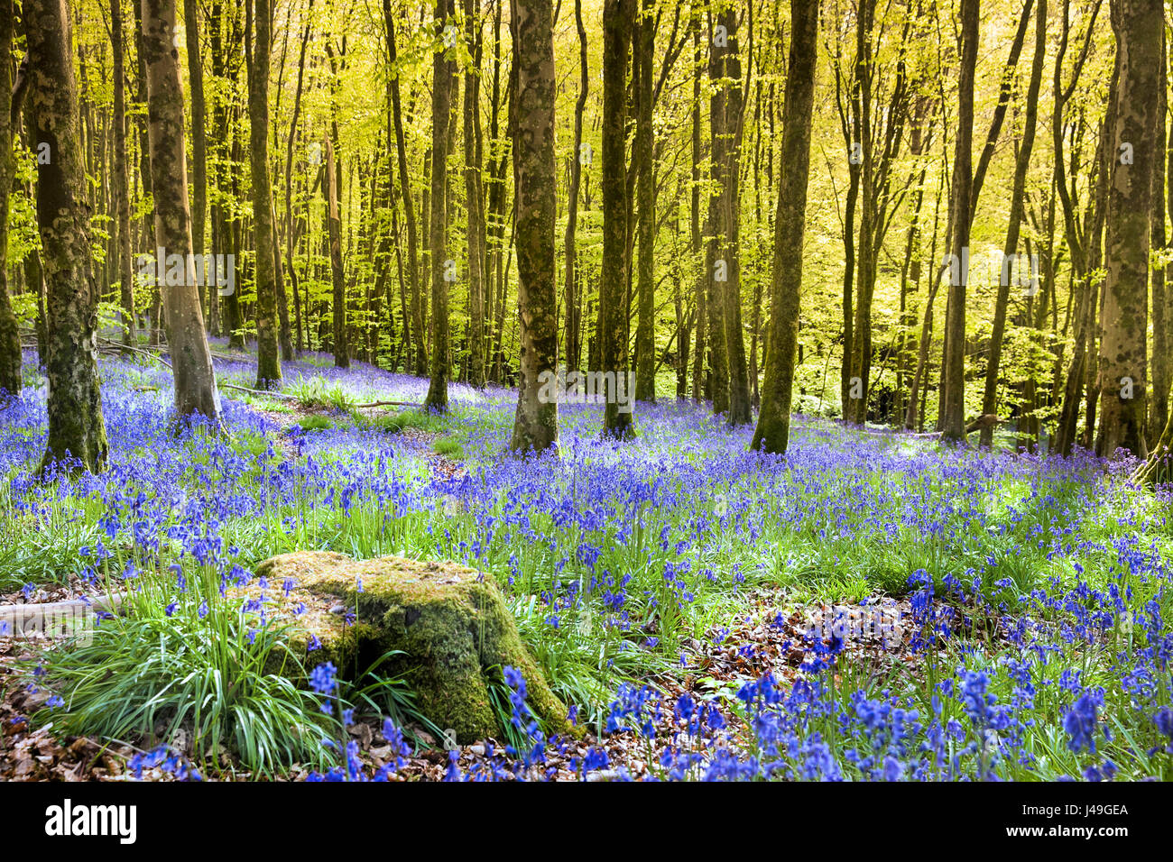 The bluebell wood; following a path through some of Dorset's ancient ...